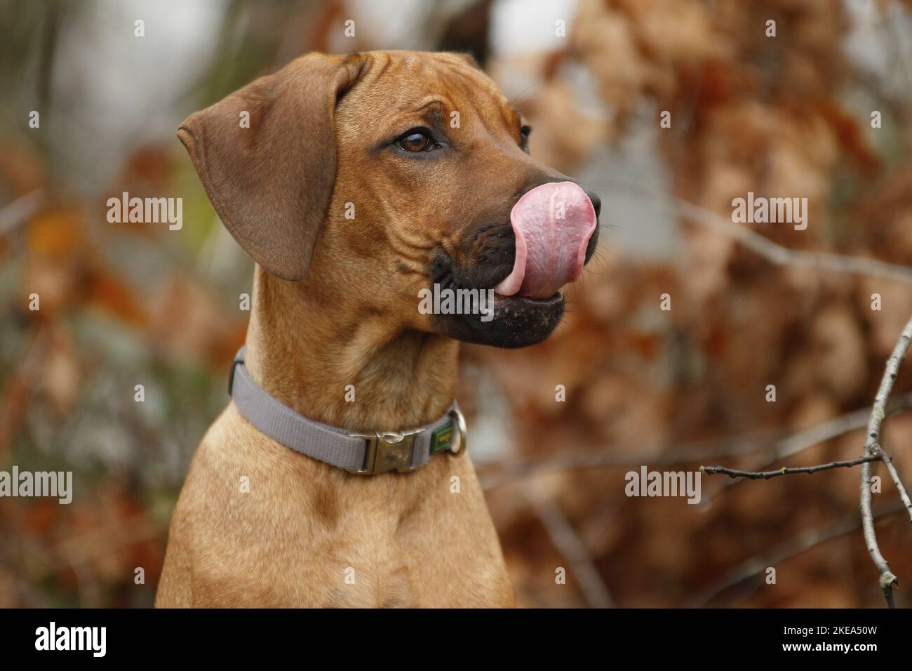 Rhodesian Ridgeback Puppy portrait Stock Photo - Alamy