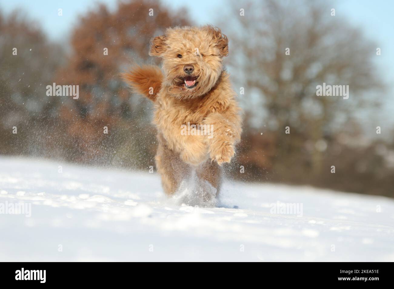 Red goldendoodle hi-res stock photography and images - Alamy