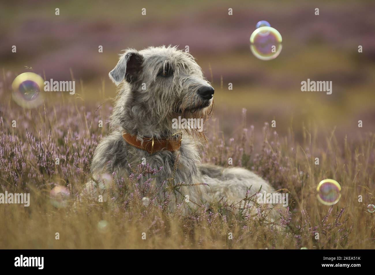 Heath soap hi-res stock photography and images - Alamy