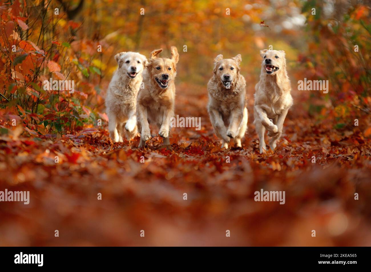 4 Golden Retriever Stock Photo - Alamy