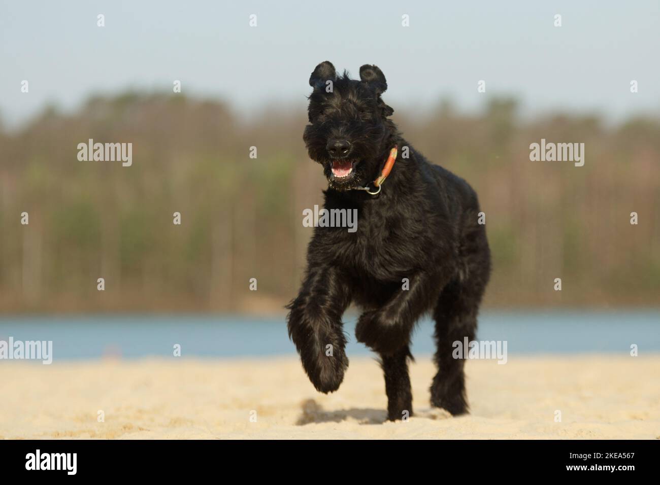 running Giant Schnauzer Stock Photo - Alamy