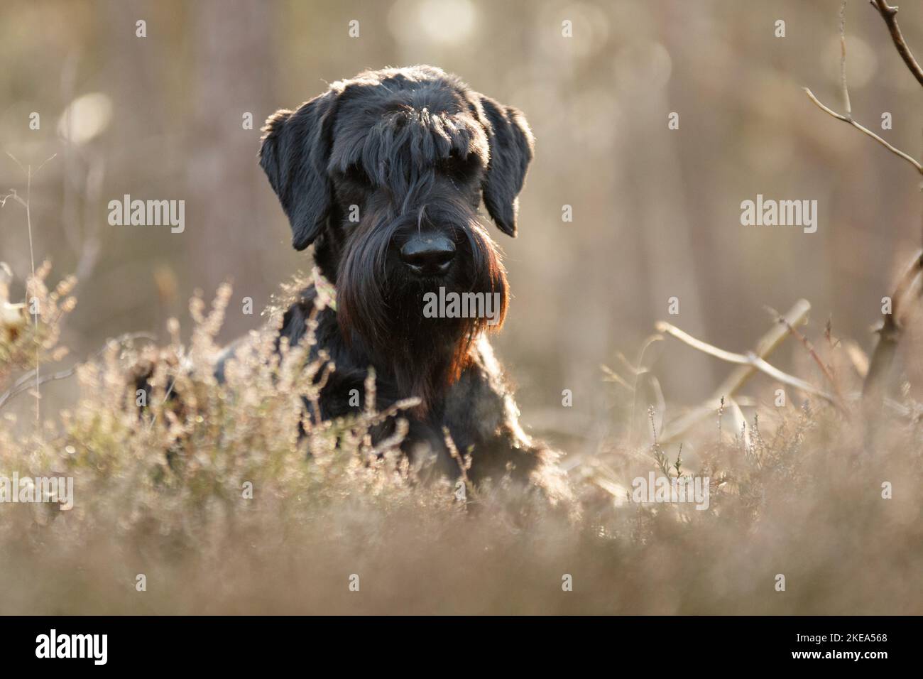 Rear view schnauzer hi-res stock photography and images - Alamy