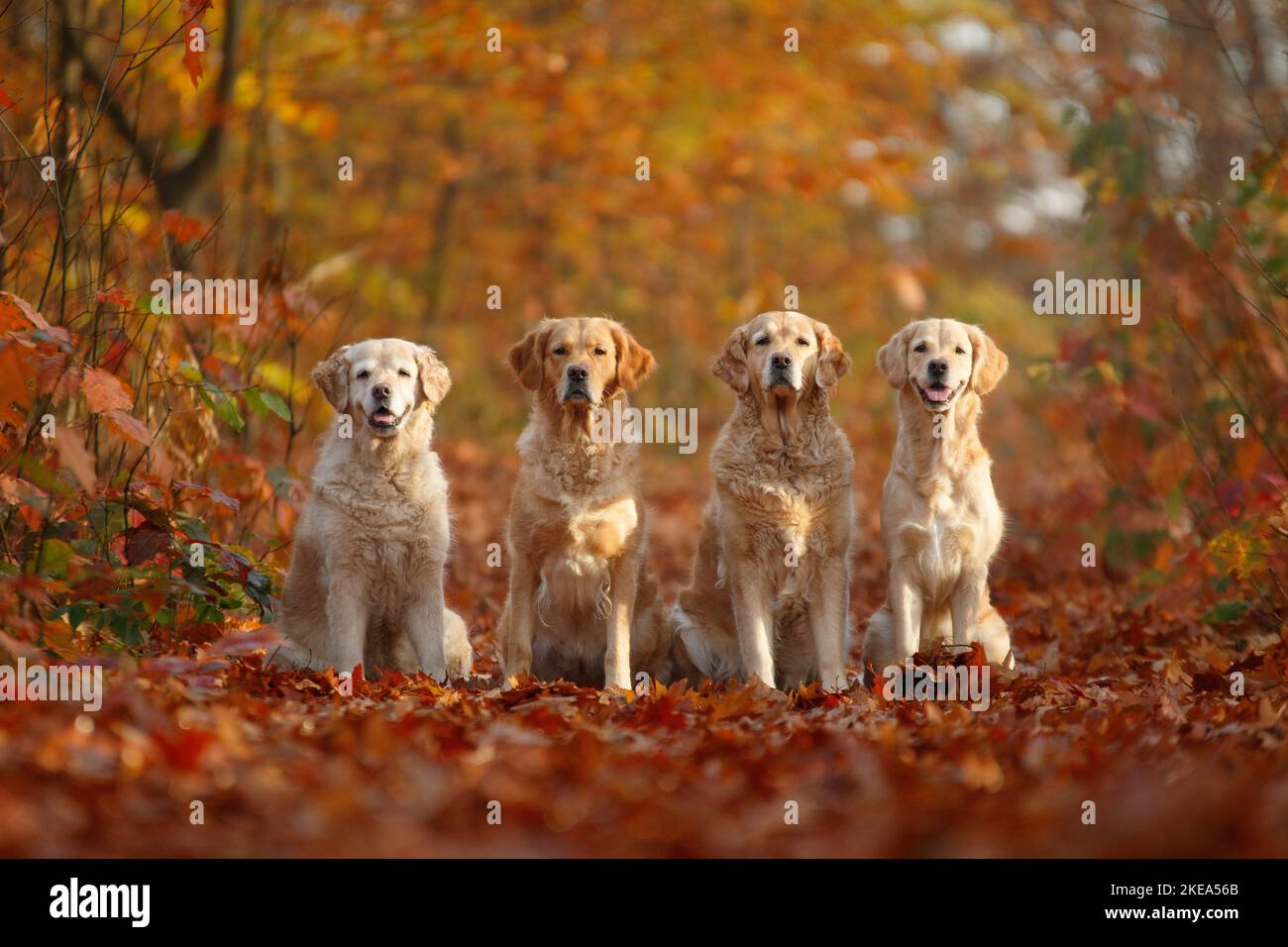4 Golden Retriever Stock Photo - Alamy
