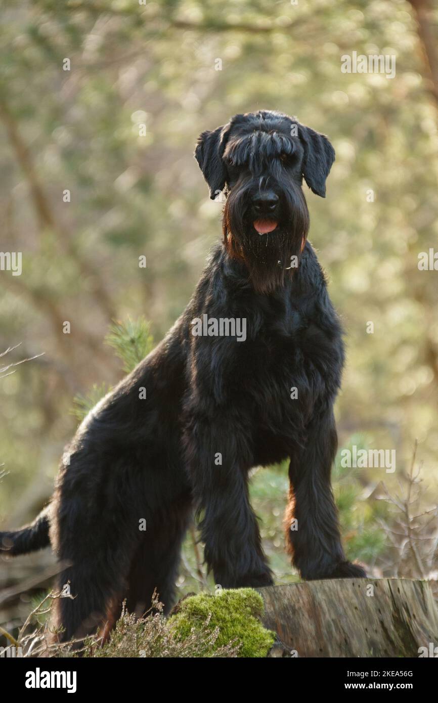 Giant tree stumps hi-res stock photography and images - Alamy