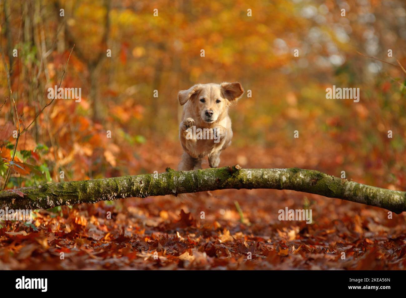 Jumping shadow jump leap hi-res stock photography and images - Alamy