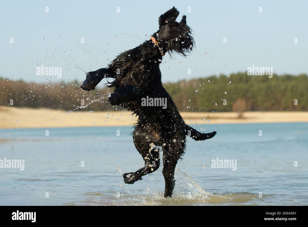 jumping Giant Schnauzer Stock Photo - Alamy