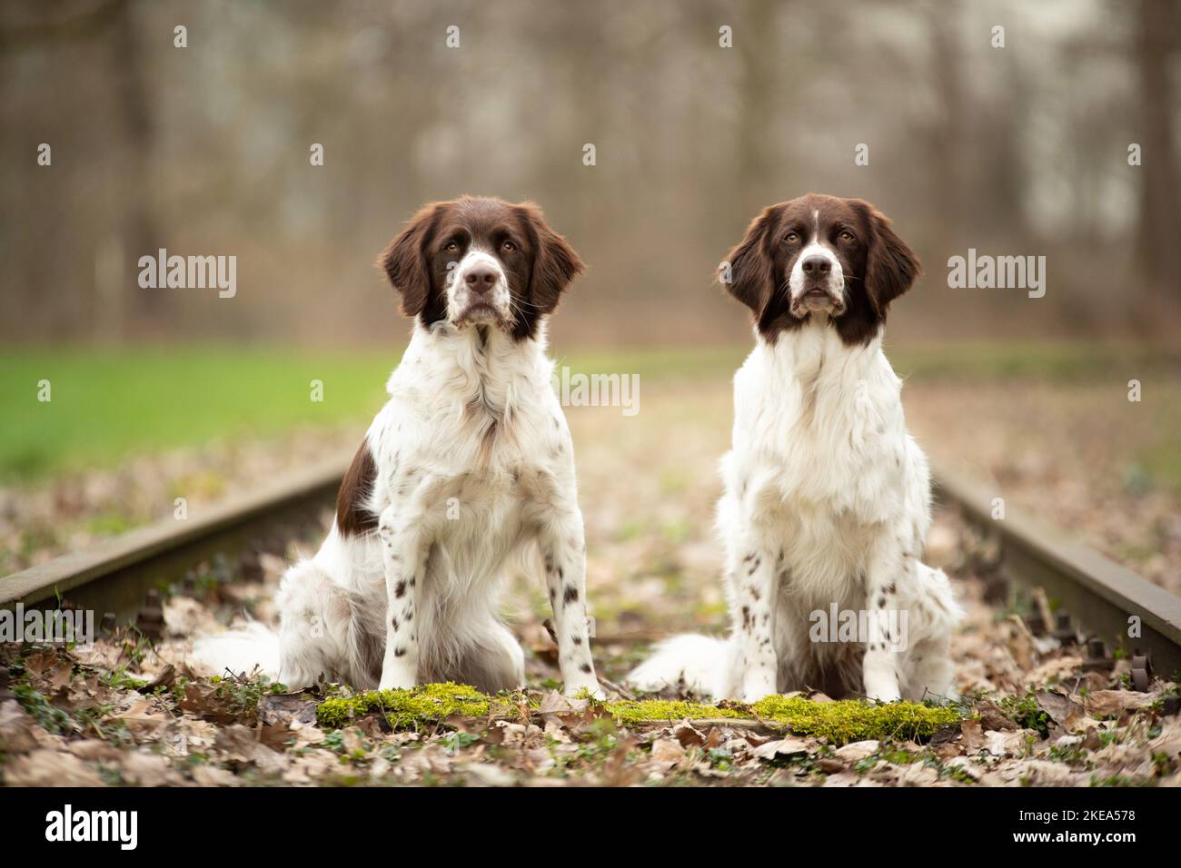 Sitting partridge dog hi-res stock photography and images - Alamy