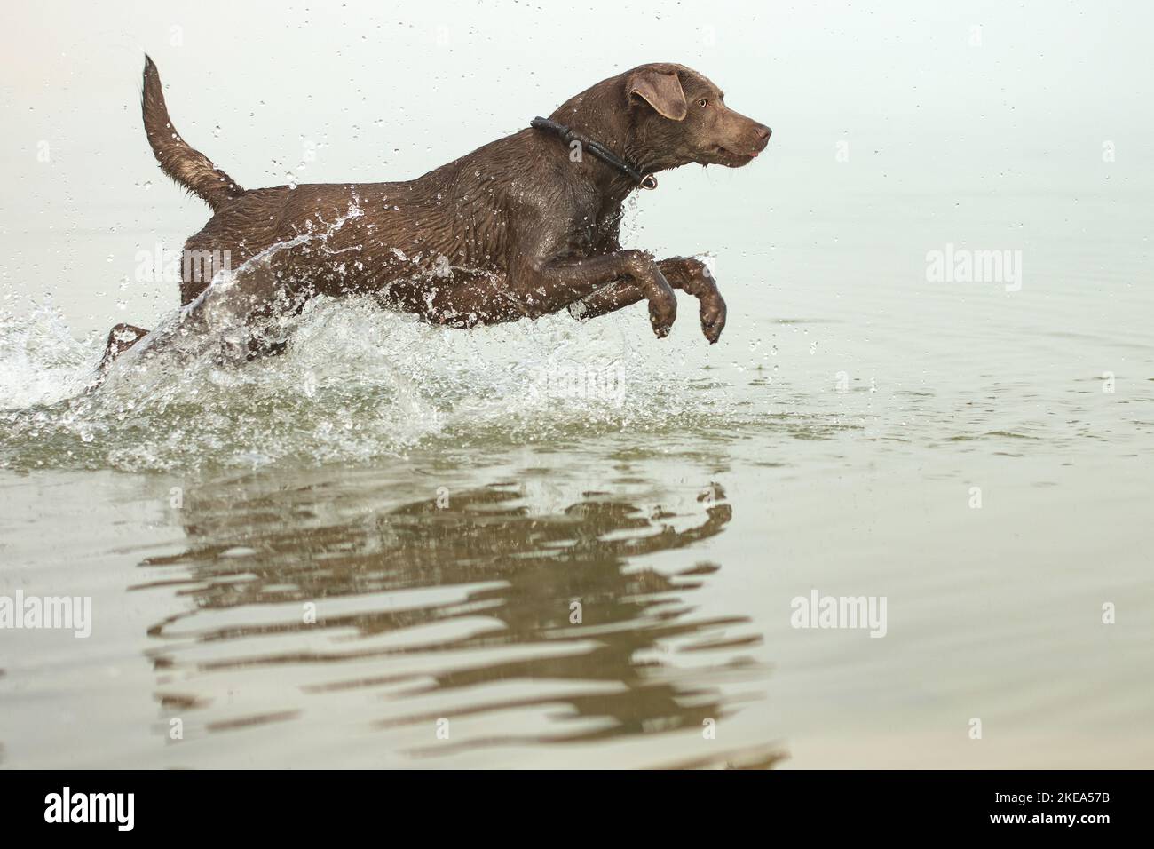 jumping Labrador Retriever Stock Photo - Alamy