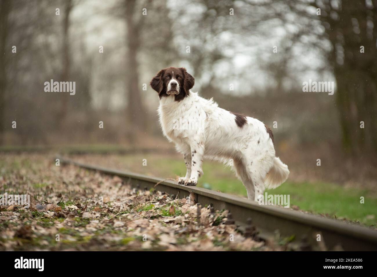 Dutch Partridge Dog Stock Photo - Alamy
