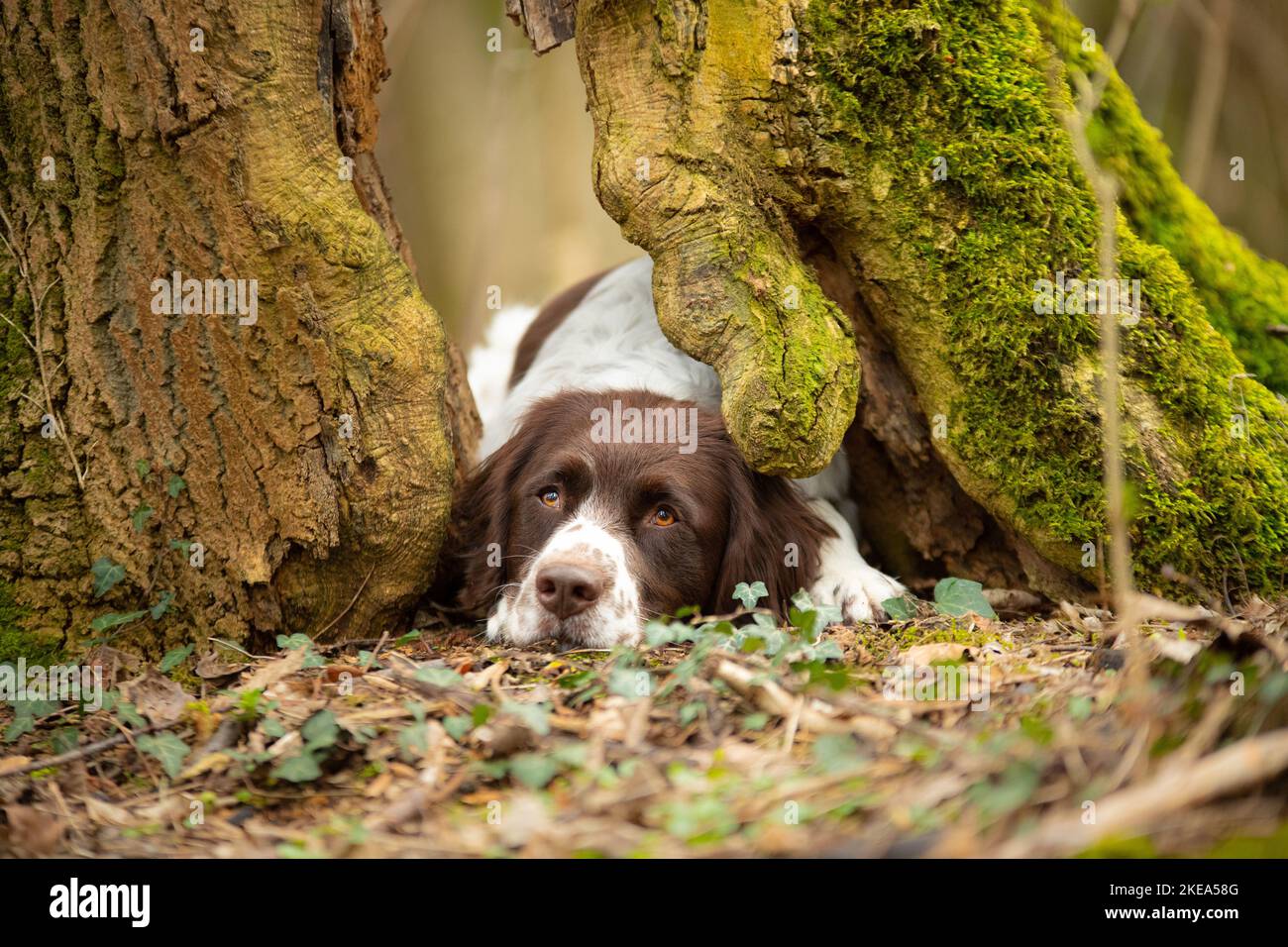 lying Dutch Partridge Dog Stock Photo - Alamy