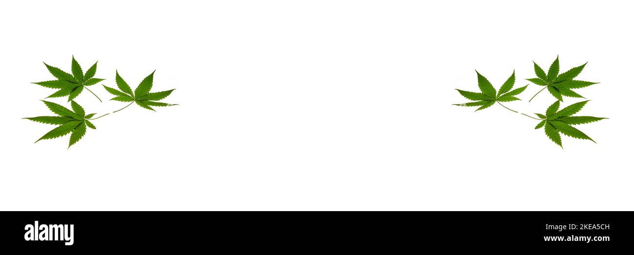 Green cannabis leaves isolated on white background. Banner. medical ...