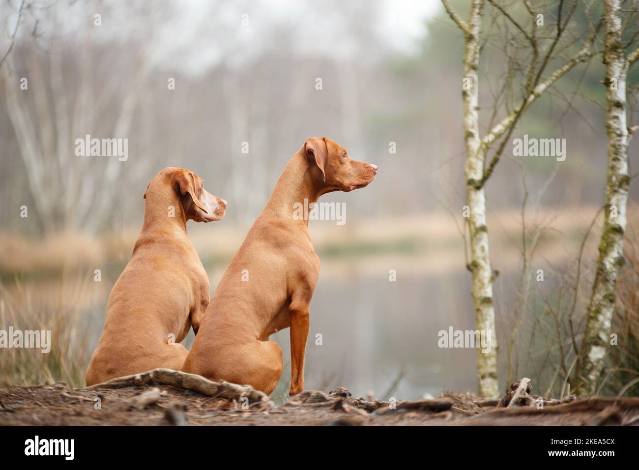 2 Magyar Vizsla Dogs Stock Photo - Alamy
