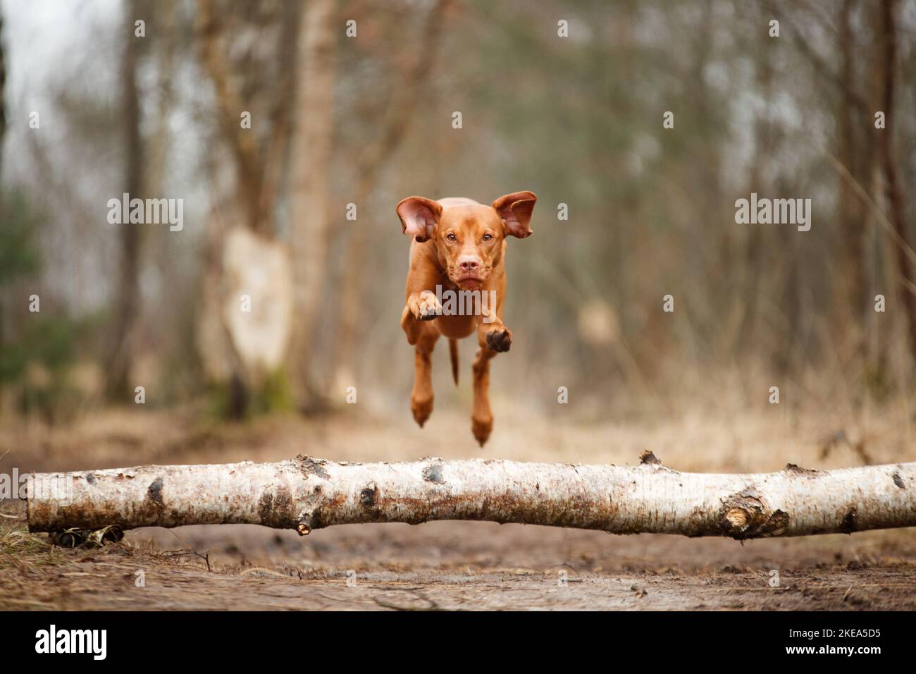 Jump over trunks hi-res stock photography and images - Alamy
