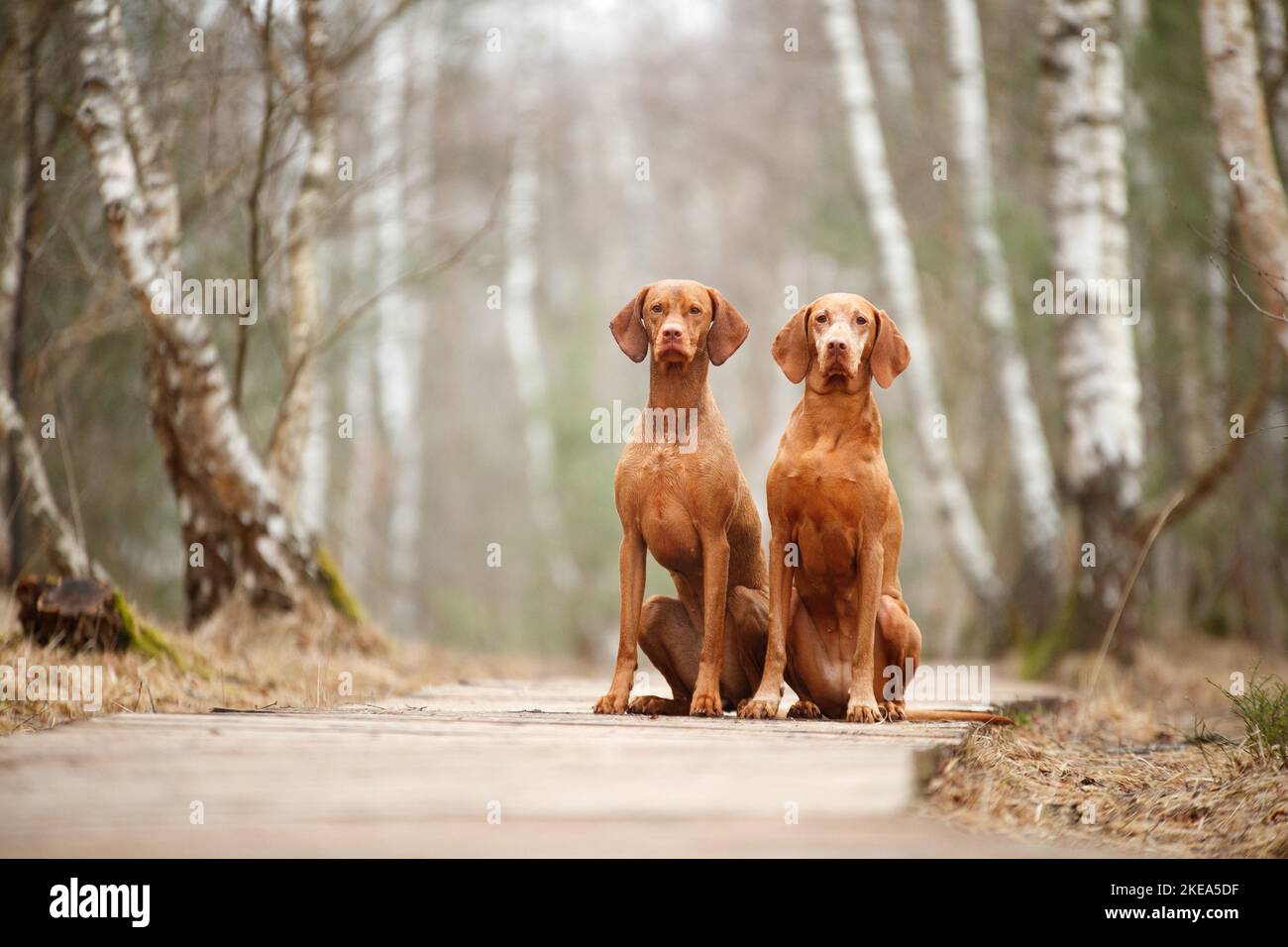 2 Magyar Vizsla Dogs Stock Photo - Alamy