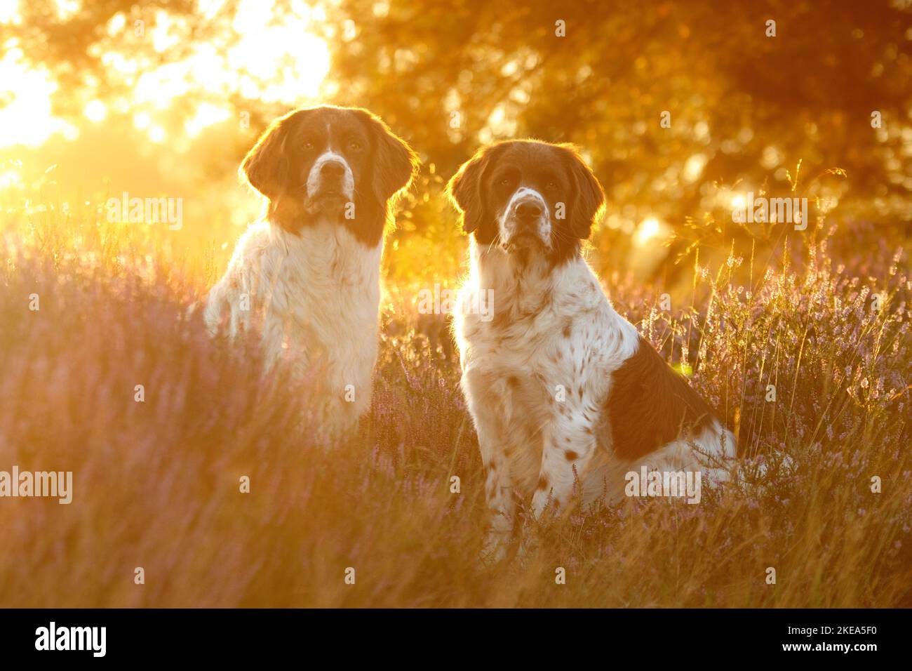 2 Dutch partridge dogs Stock Photo - Alamy
