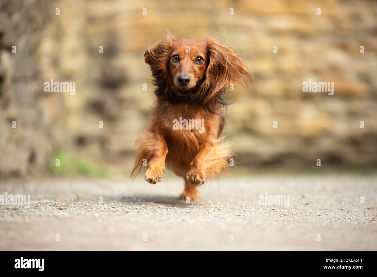 Running dachshund hi-res stock photography and images - Alamy