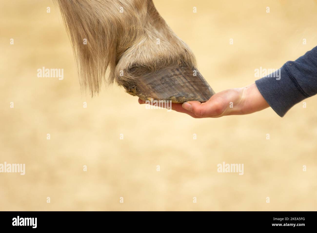 Lifting hoof hi-res stock photography and images - Alamy