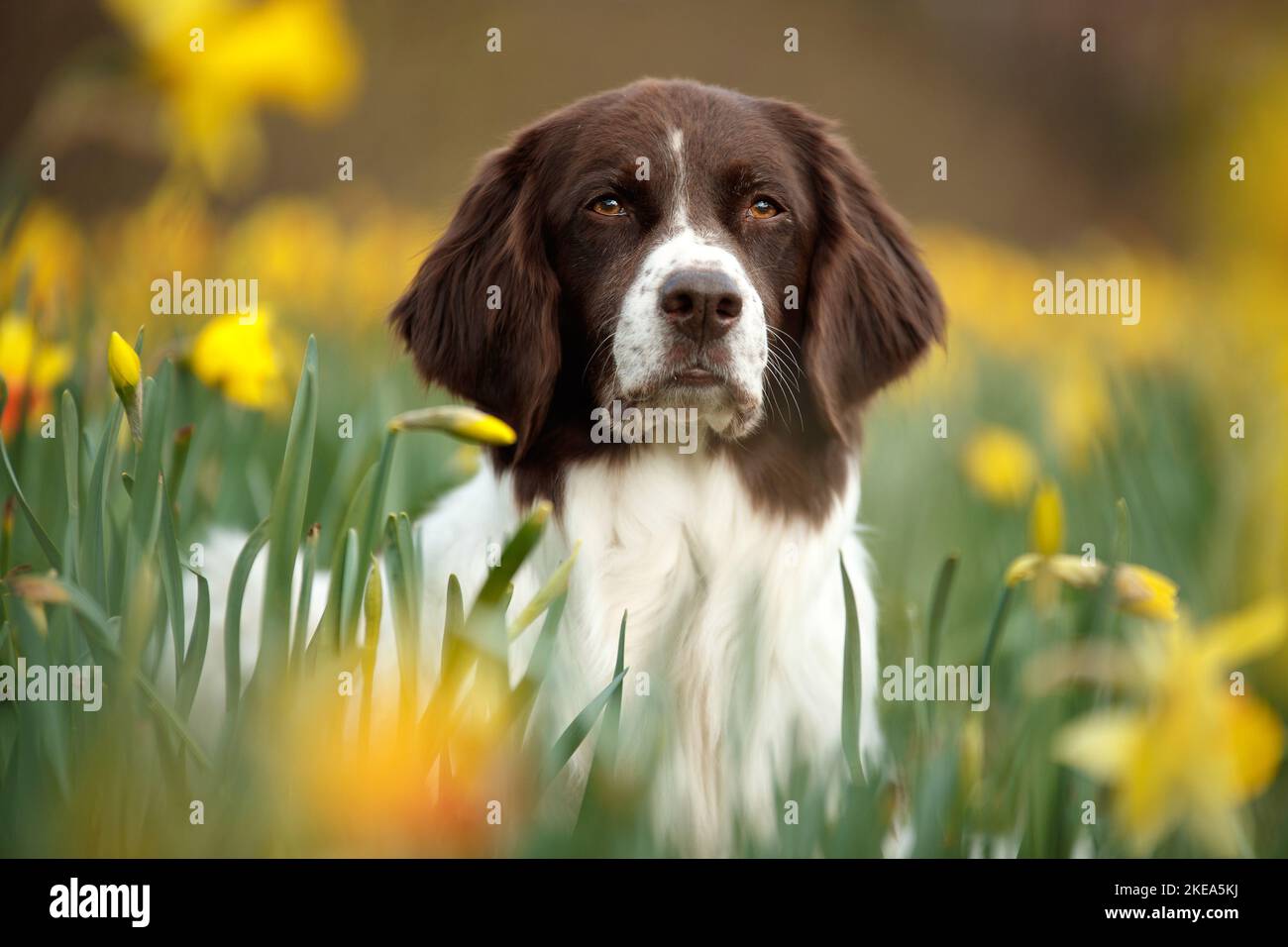 Dutch partridge dog portrait Stock Photo - Alamy