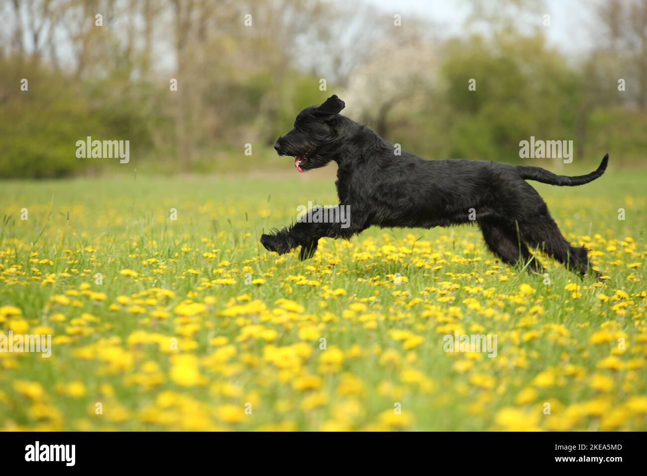 running Giant Schnauzer Stock Photo - Alamy