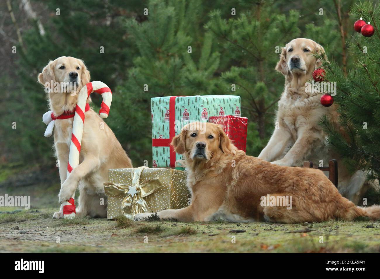 Cane golden retriever hi-res stock photography and images - Alamy