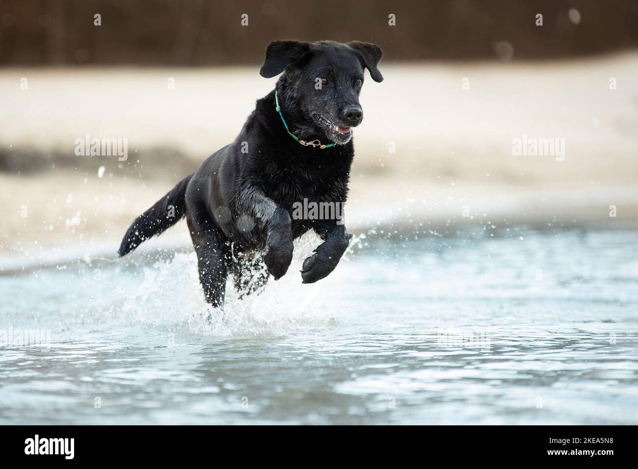 running Labrador Retriever Stock Photo - Alamy