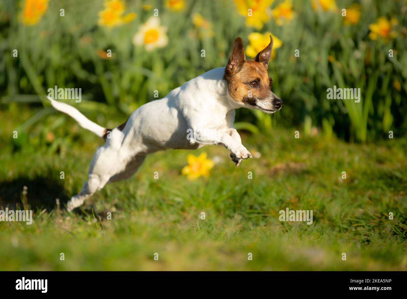 running Jack Russell Terrier Stock Photo - Alamy