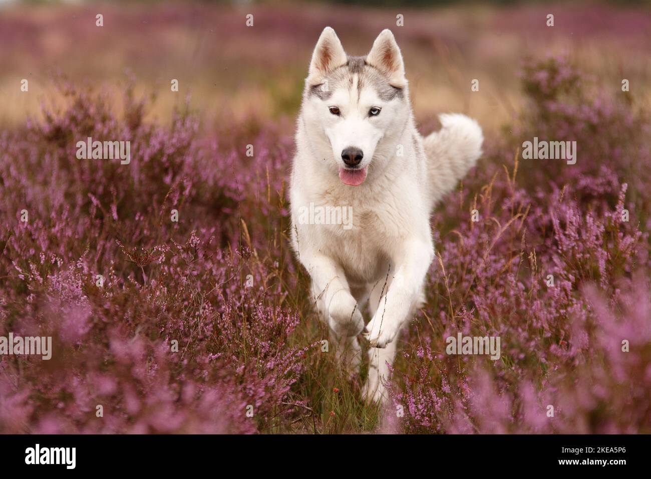 running Siberian Husky Stock Photo - Alamy