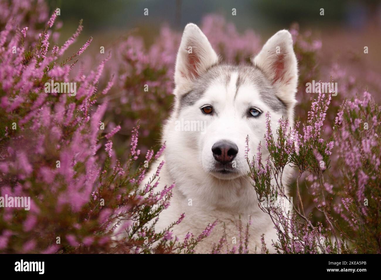 Siberian Husky Portrait Stock Photo - Alamy