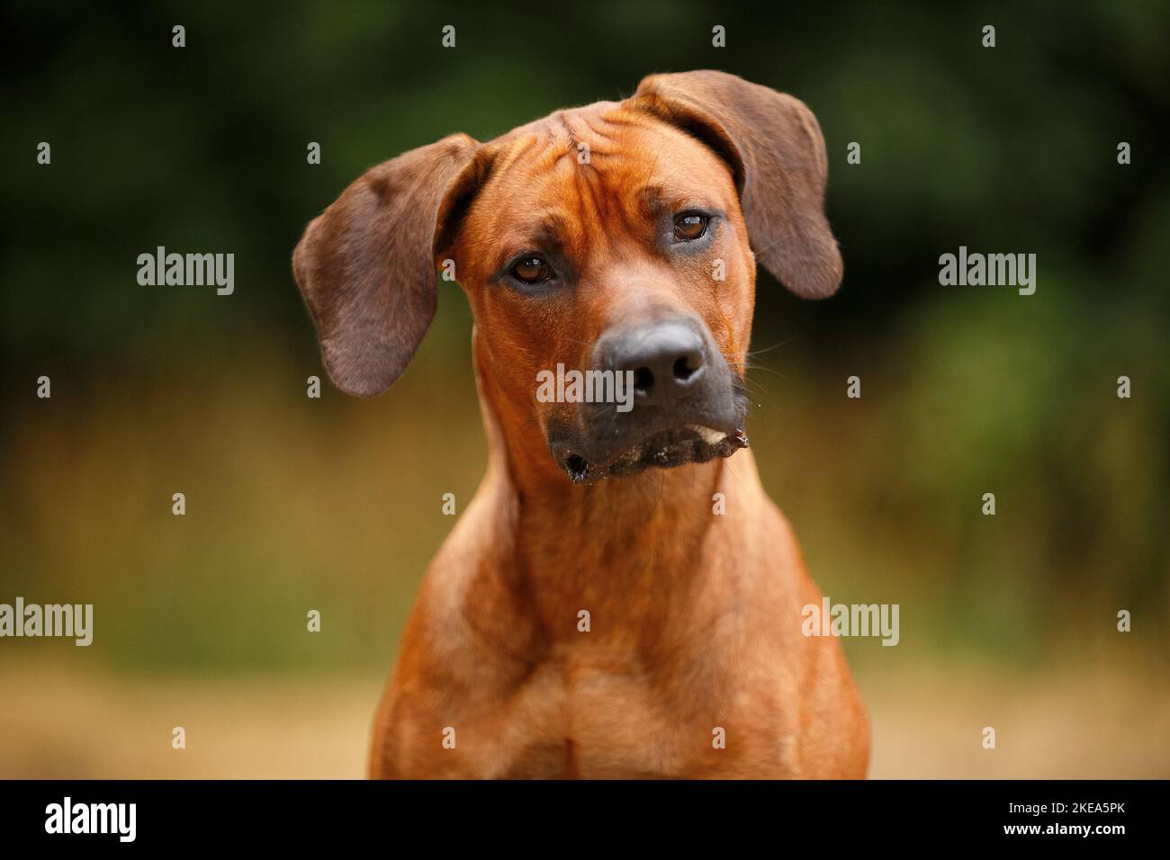 Rhodesian Ridgeback Portrait Stock Photo - Alamy