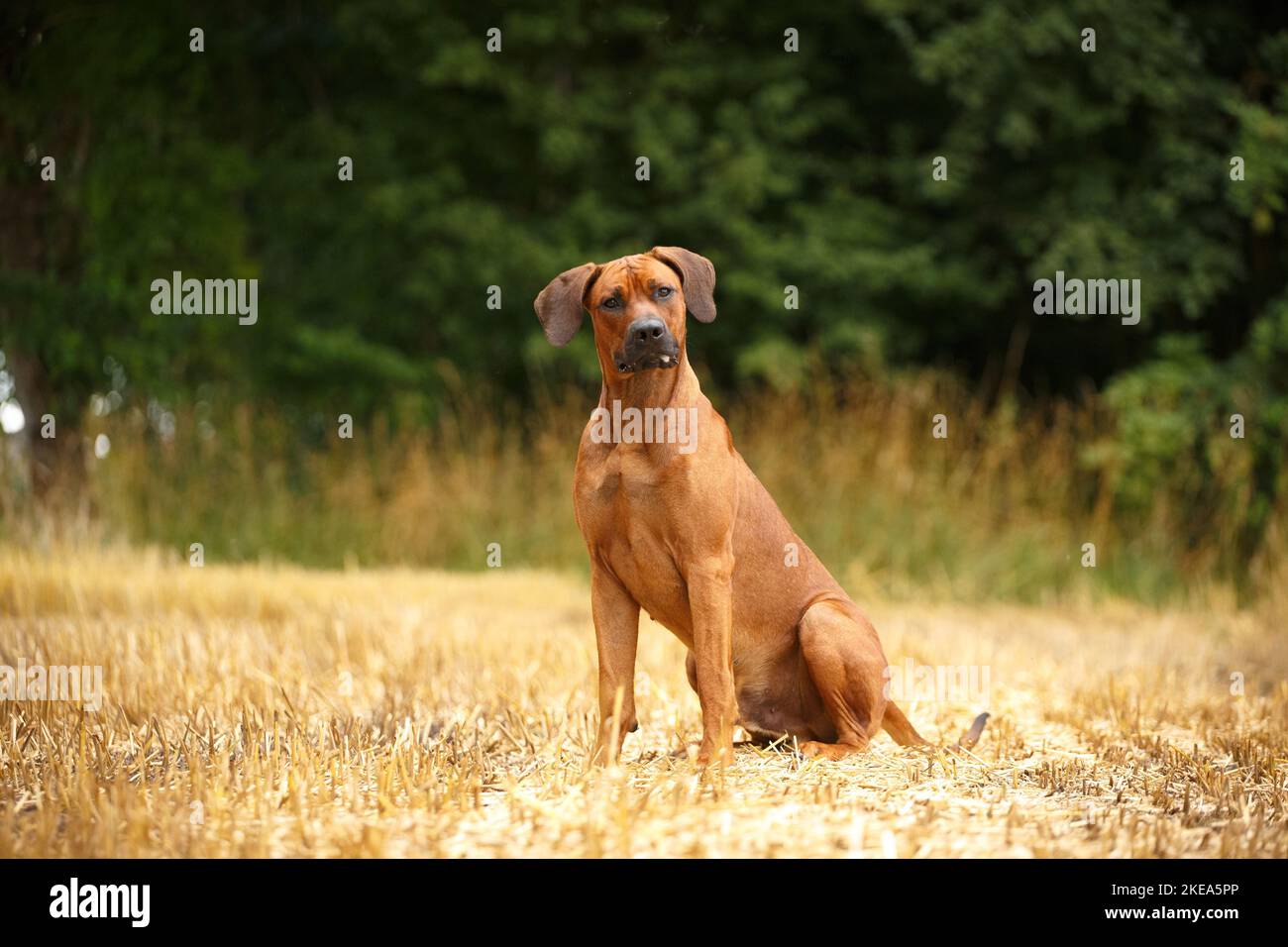 sitting Rhodesian Ridgeback Stock Photo - Alamy