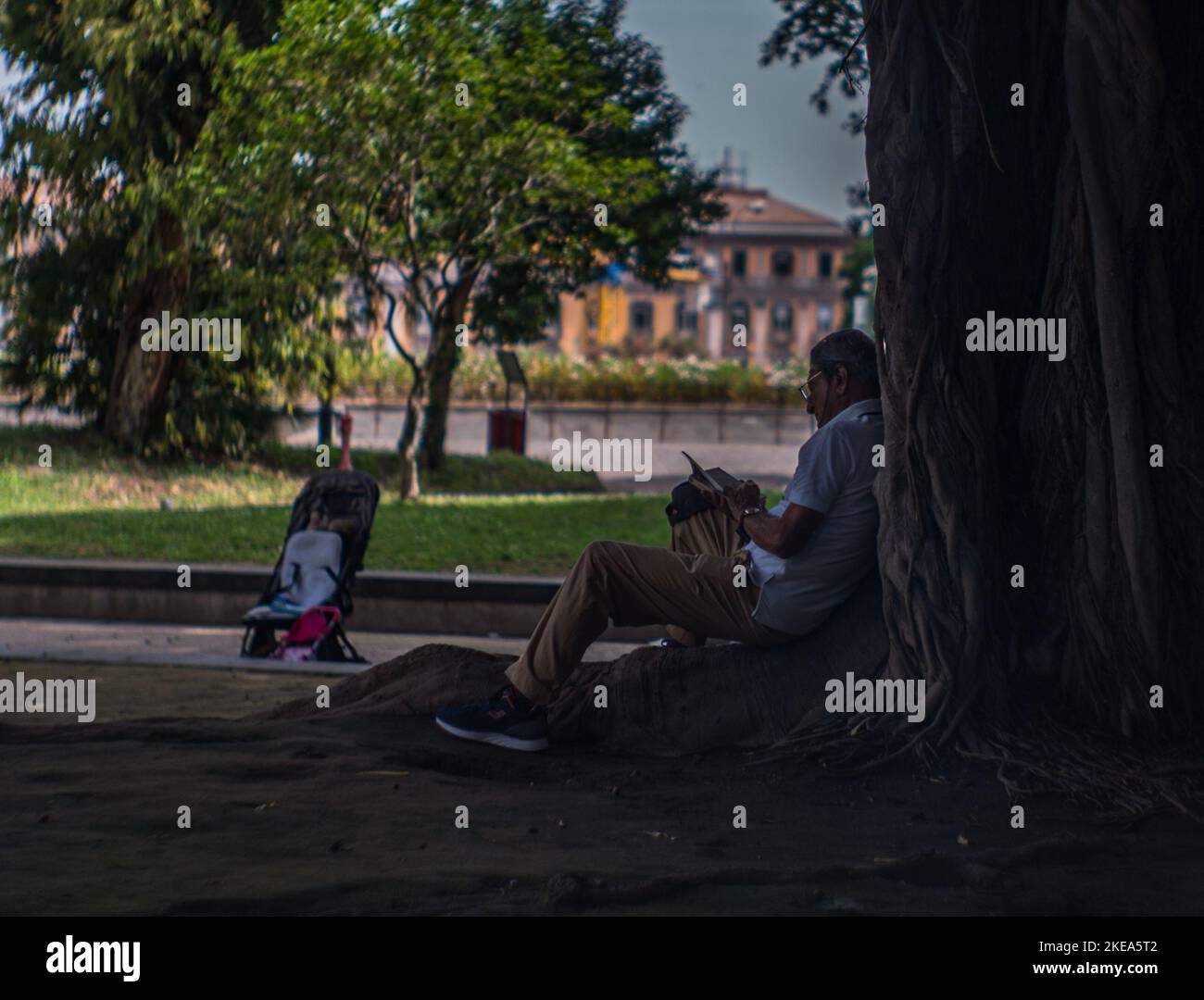 A man sitting on the roots of large trees and reading book, enjoying ...