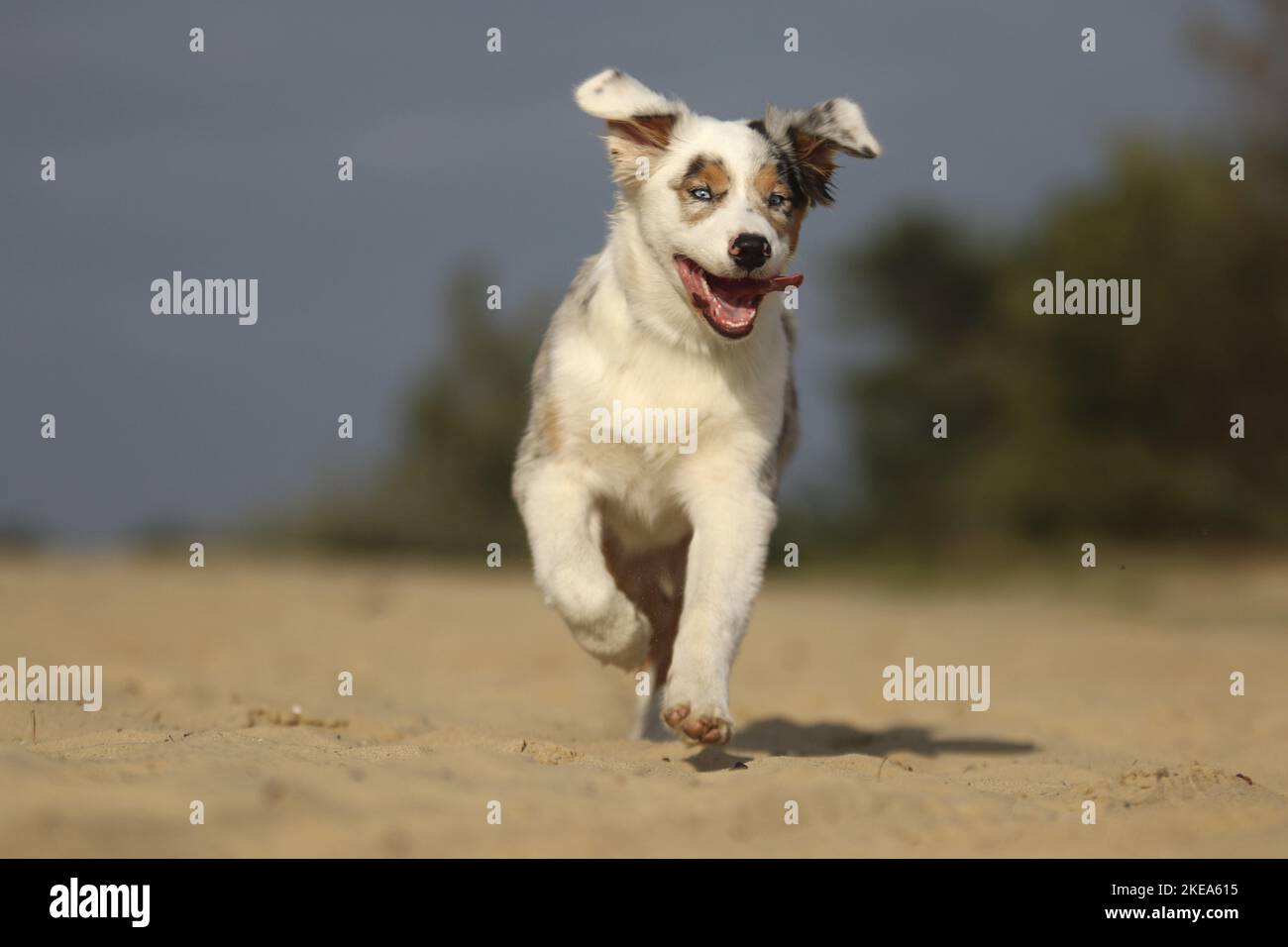 Australian shepherd puppy running in hi-res stock photography and ...
