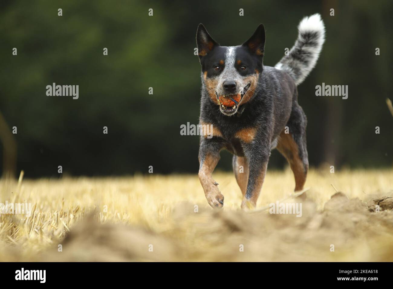 running Australian Cattle Dog Stock Photo - Alamy