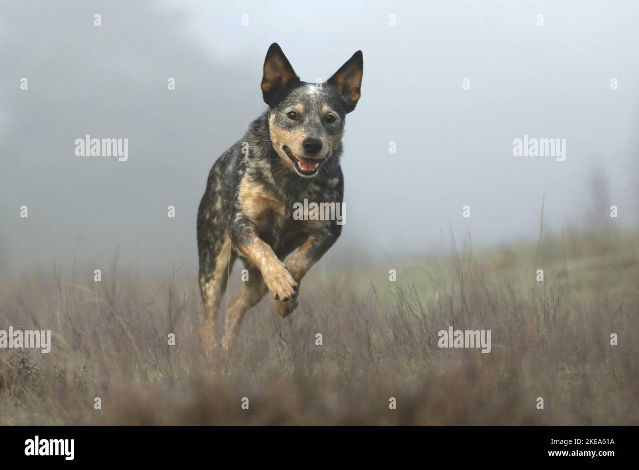 running Australian Cattle Dog Stock Photo - Alamy