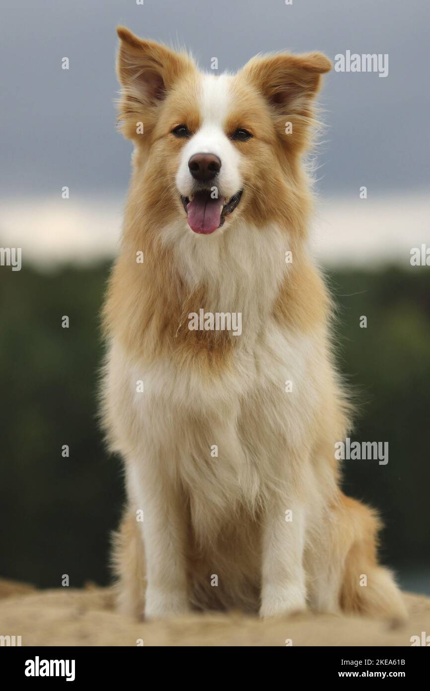 Australian Red Border Collie