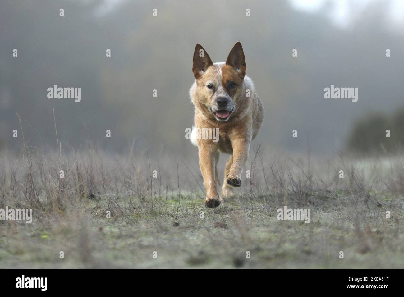 running Australian Cattle Dog Stock Photo - Alamy