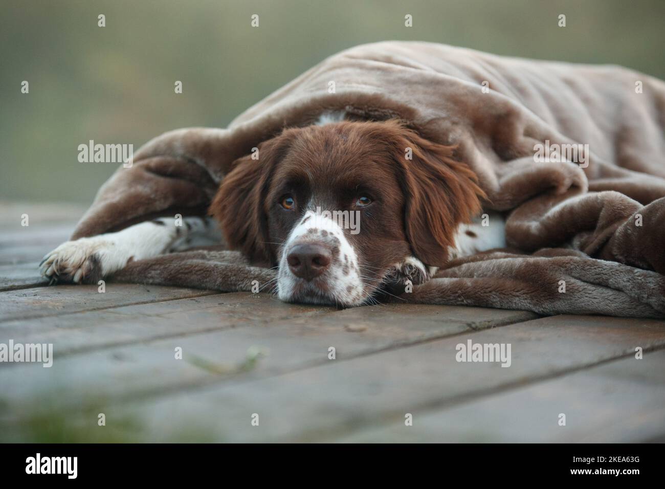 lying Dutch partridge dog Stock Photo - Alamy