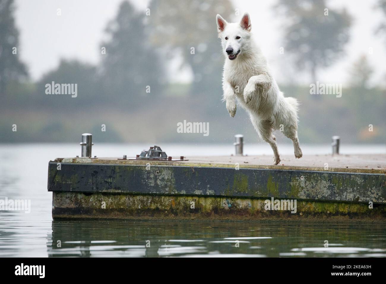 White swiss shepherd dog jumping hi-res stock photography and images ...