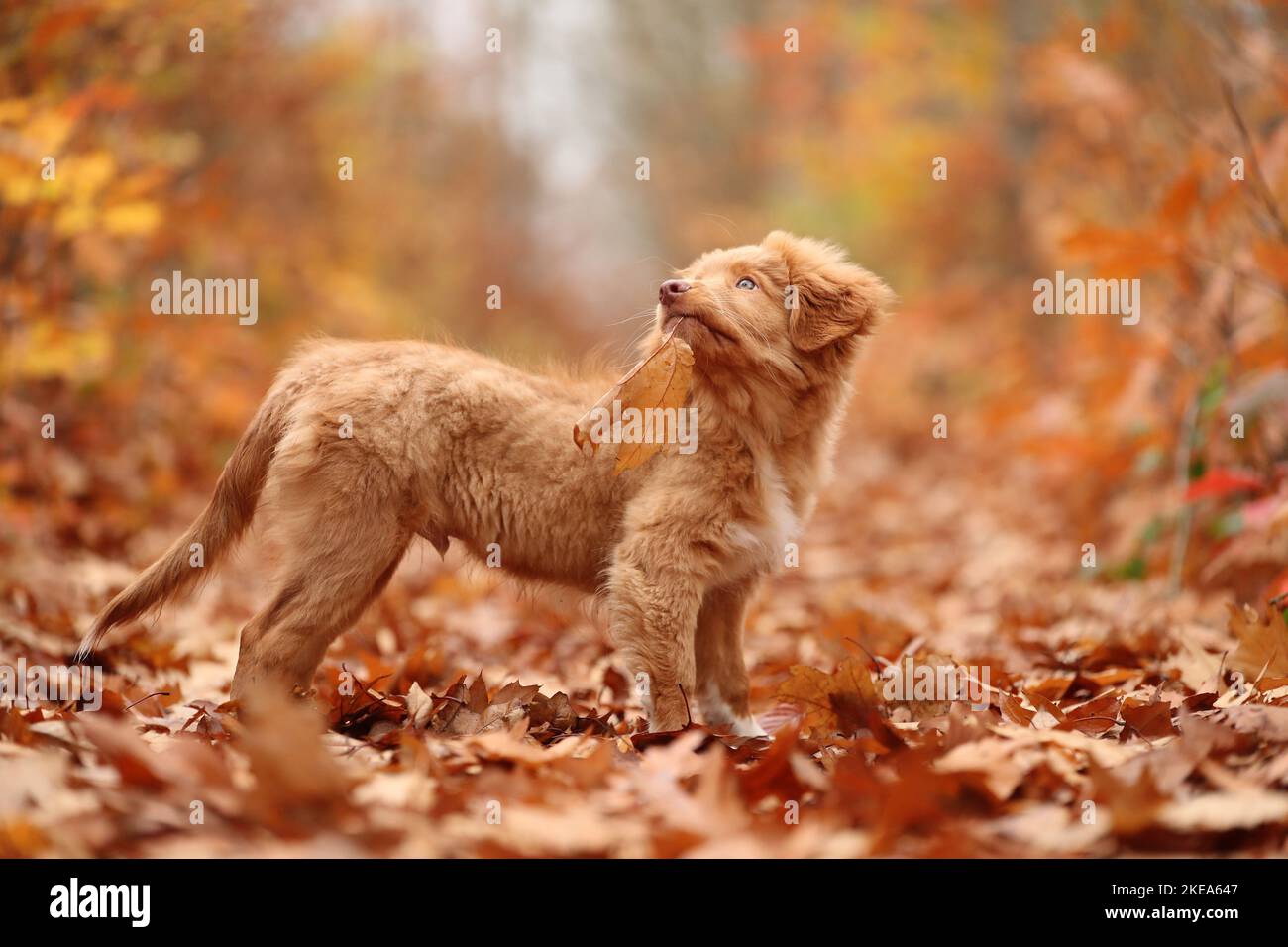 Wood duck stands hi-res stock photography and images - Alamy