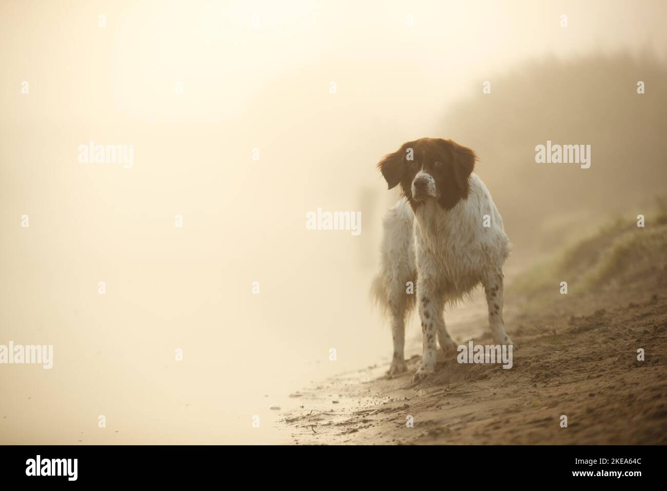 Dutch partridge dog in the fog Stock Photo - Alamy