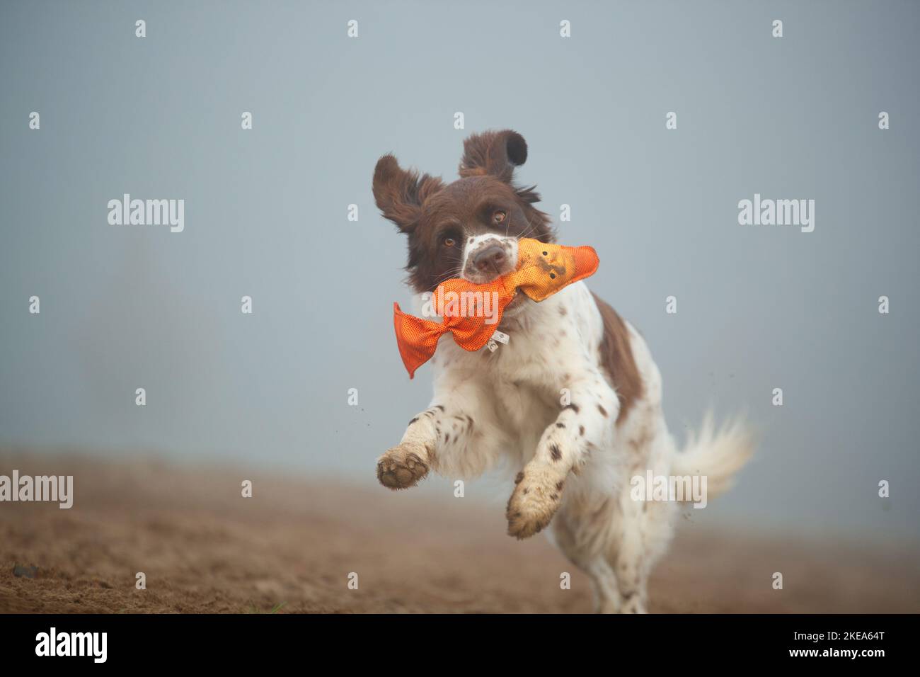 Dutch partridge dog in the fog Stock Photo - Alamy