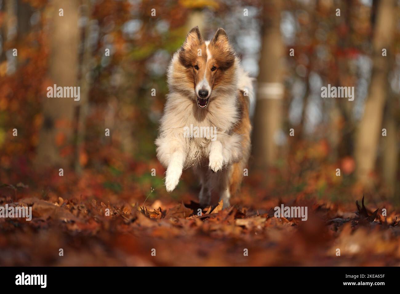 Smooth camera movement in autumn hi-res stock photography and images ...