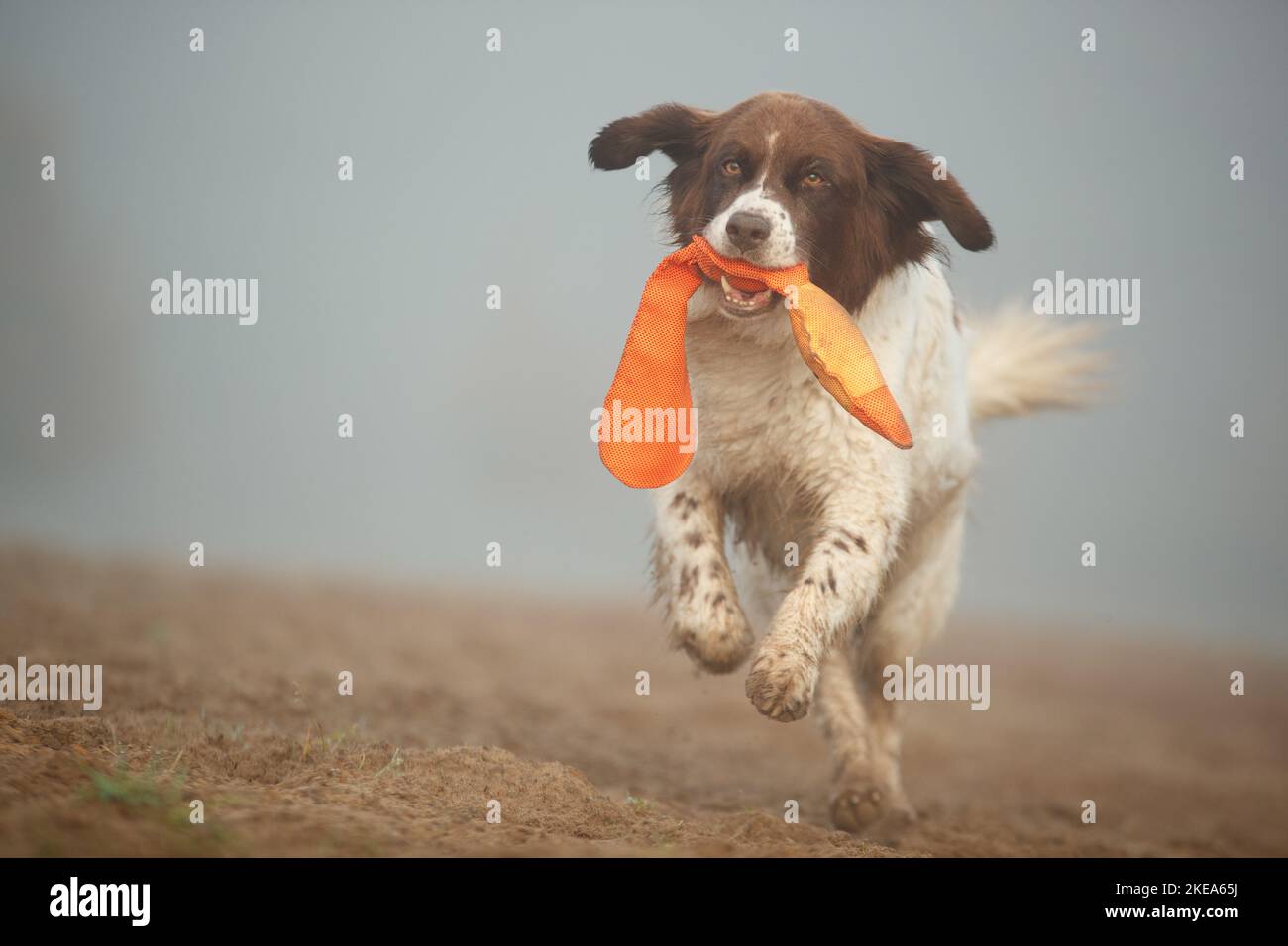 Dutch partridge dog in the fog Stock Photo - Alamy