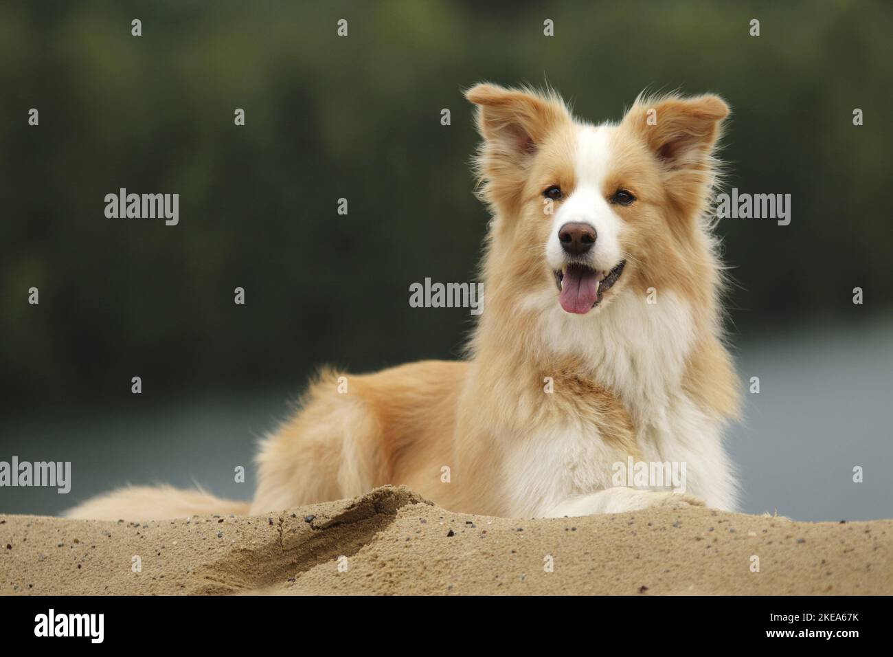 Border Collie with color Australian red-white Stock Photo - Alamy