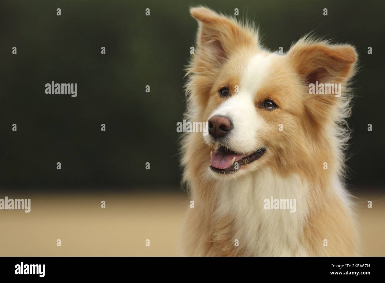 Australian red border collie hi-res stock photography and images - Alamy