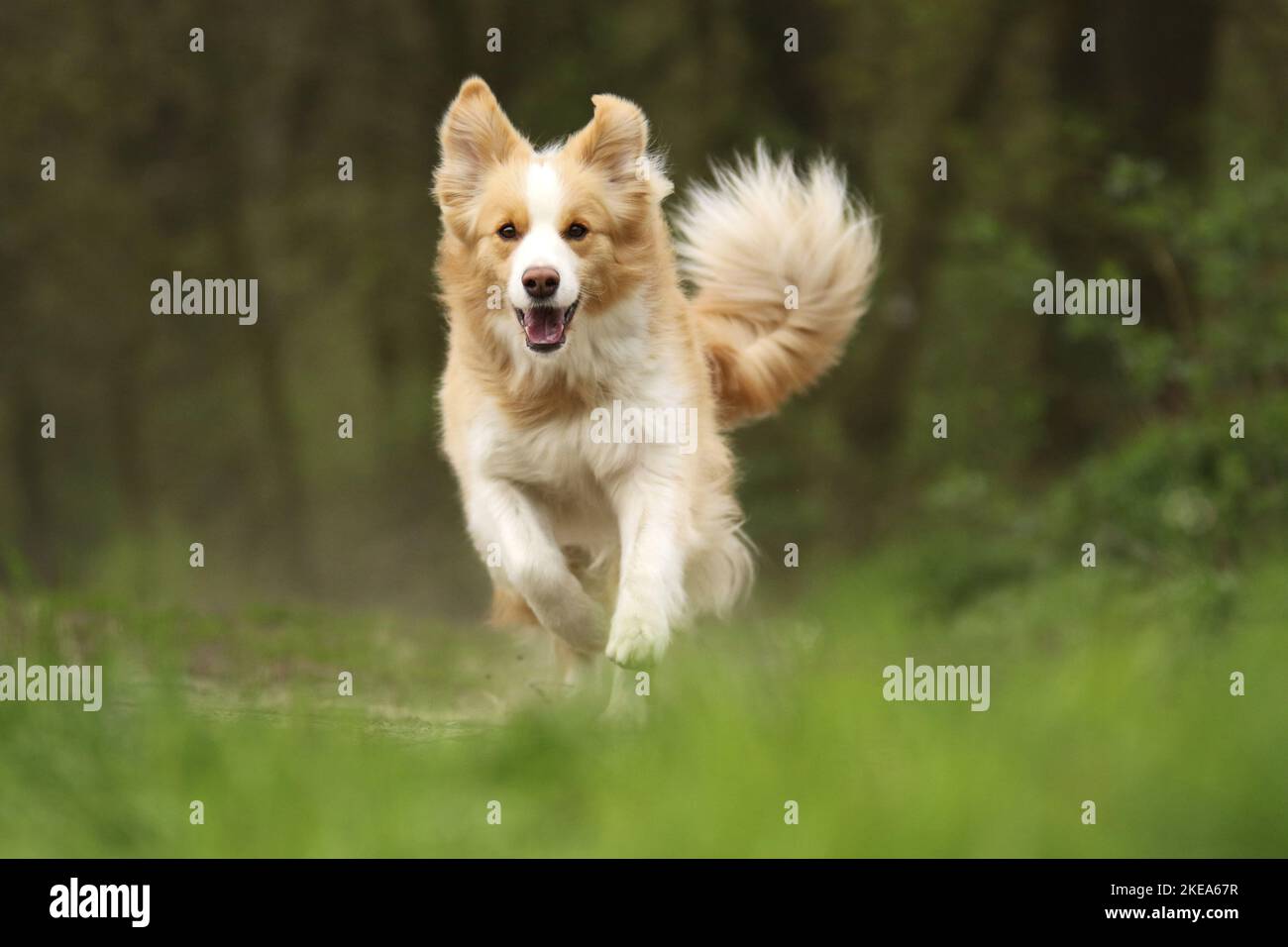 Border Collie with color Australian red-white Stock Photo - Alamy