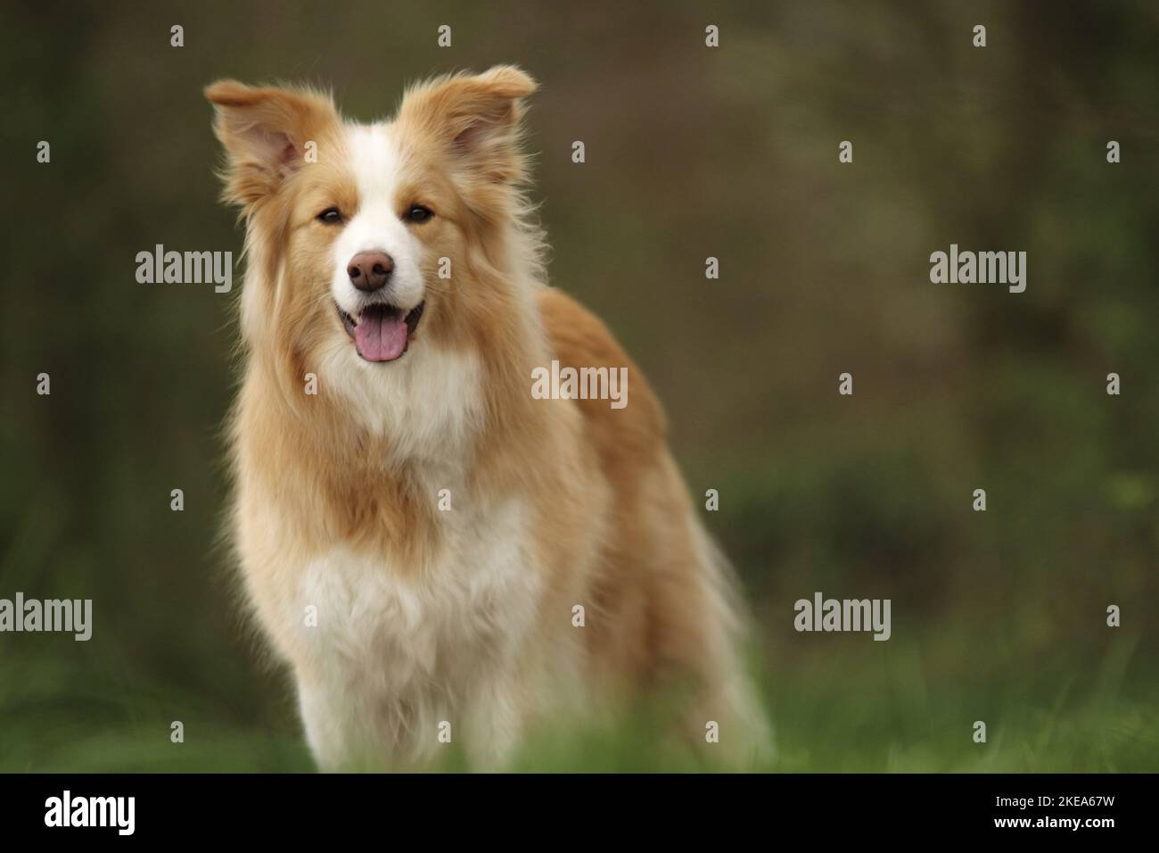 Border Collie with color Australian red-white Stock Photo - Alamy