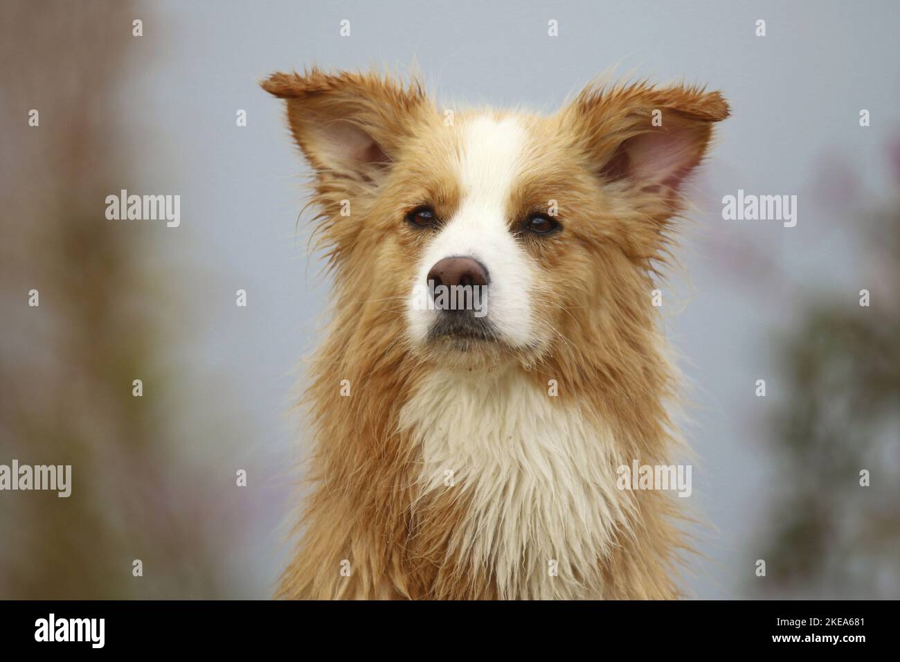 Border Collie with color Australian red-white Stock Photo - Alamy