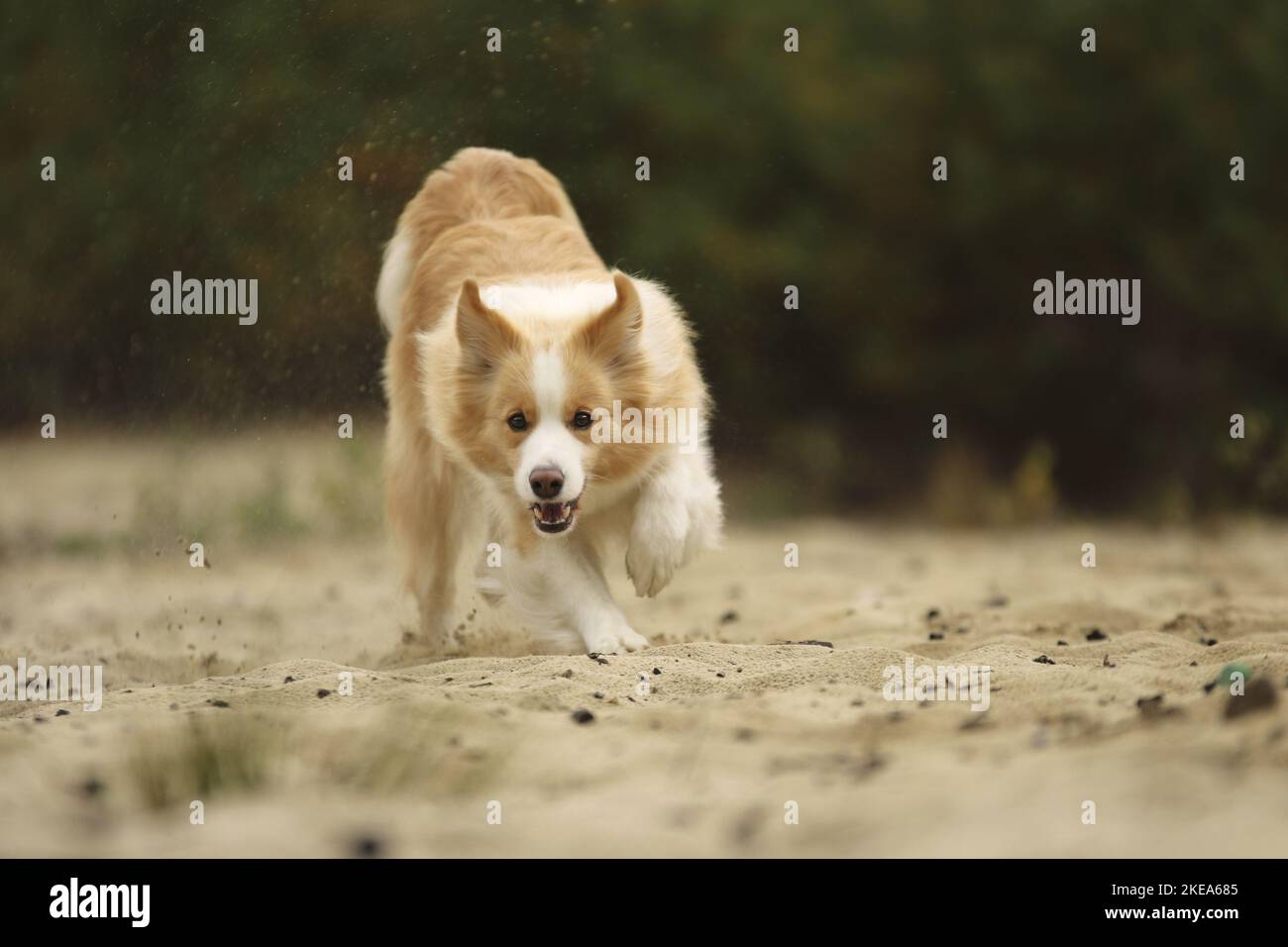 Border Collie with color Australian red-white Stock Photo - Alamy
