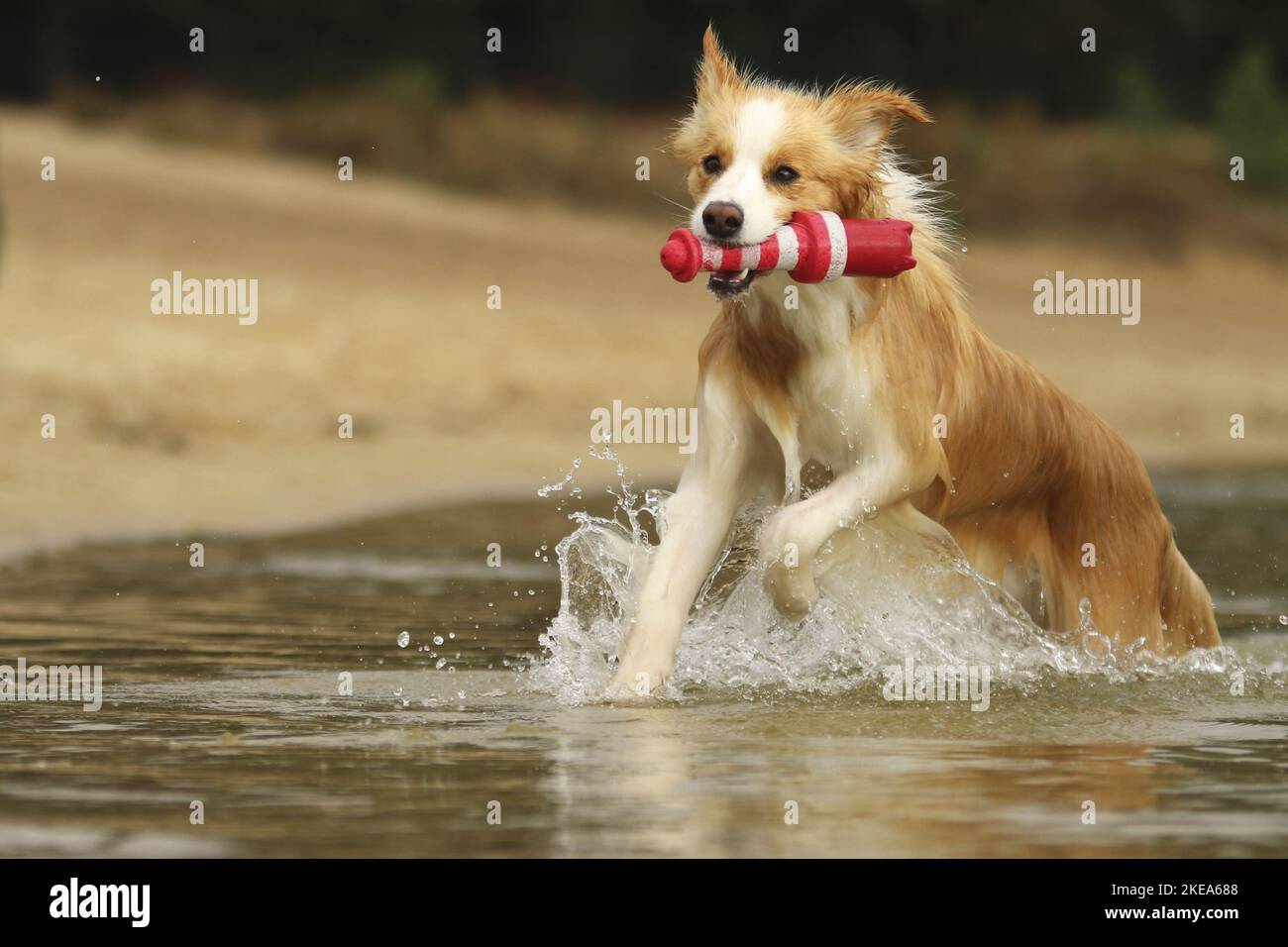 Border Collie with color Australian red-white Stock Photo - Alamy